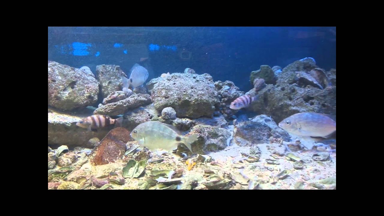 Akvarij Piran Slovenija, Aquarium Piran Slovenia - YouTube