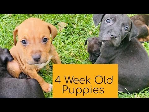 4 Week Old Puppy Update - YouTube