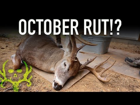 Hunting the October Rut! - YouTube
