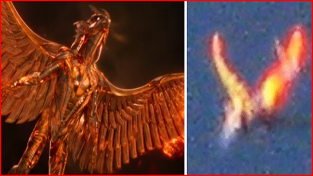 Horus Captado por Camaras en la Vida Real - YouTube