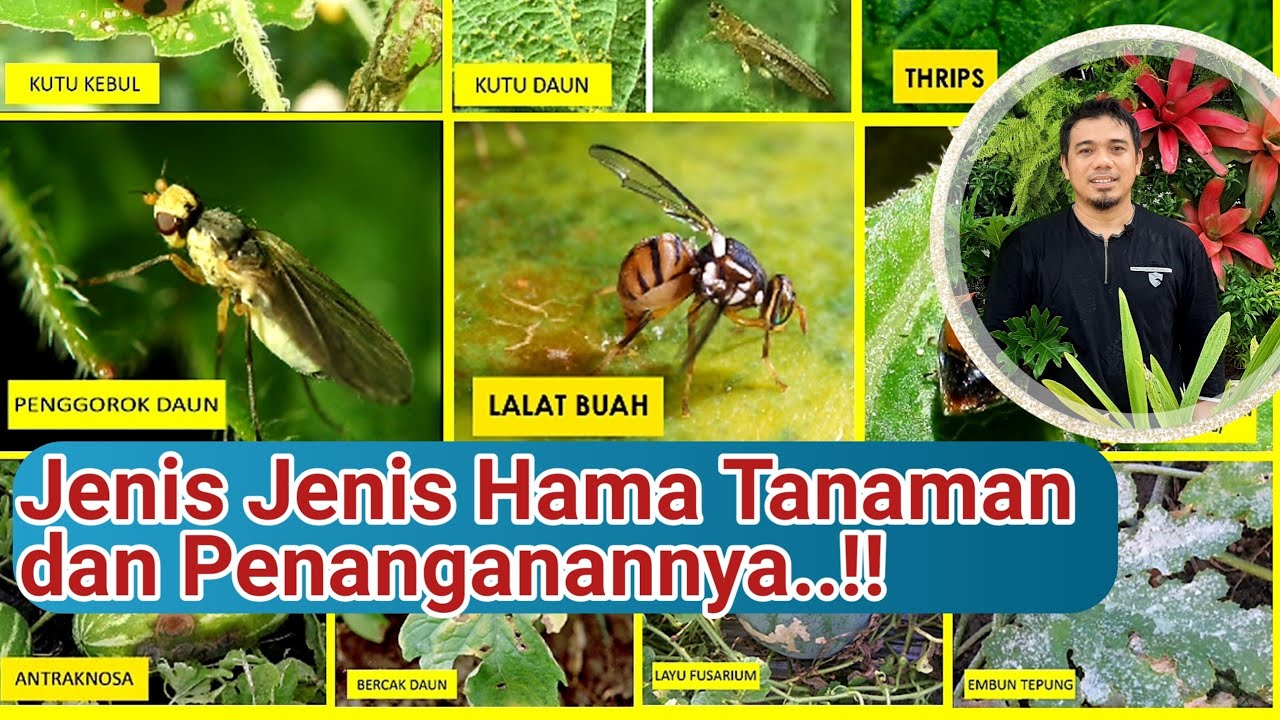 Jenis jenis hama tanaman, cara mengatasi hama tanaman, hama dan ...