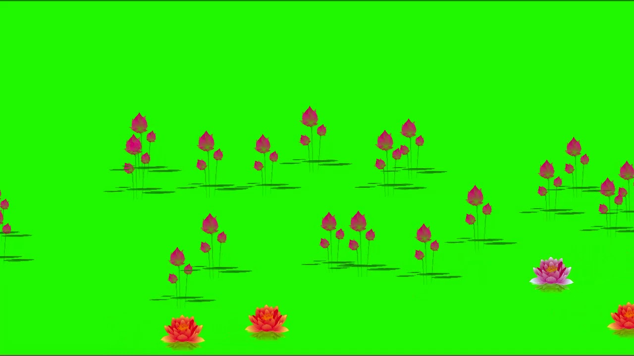 green screen lotus floating - YouTube