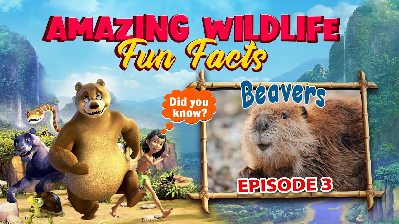 Amazing Wildlife | Jungle Book Safari Episode - 3 Beavers | Amazing ...