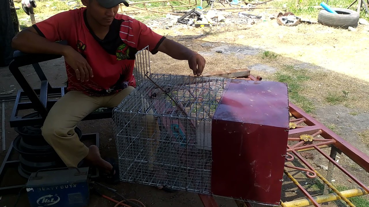 perangkap musang yang simpel otimatis/manual??? - YouTube