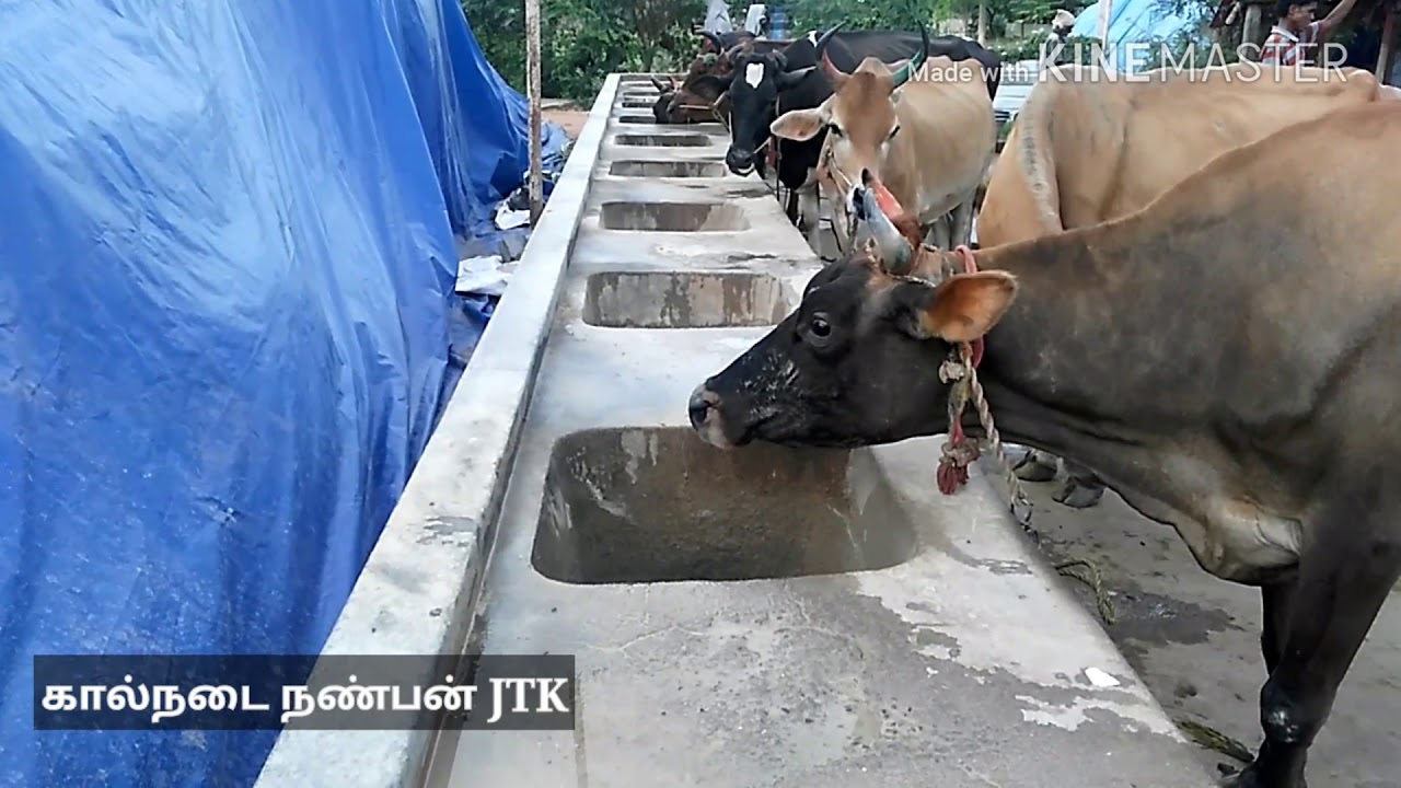 தீவன தொட்டி அமைப்பு (Feed manger) - YouTube