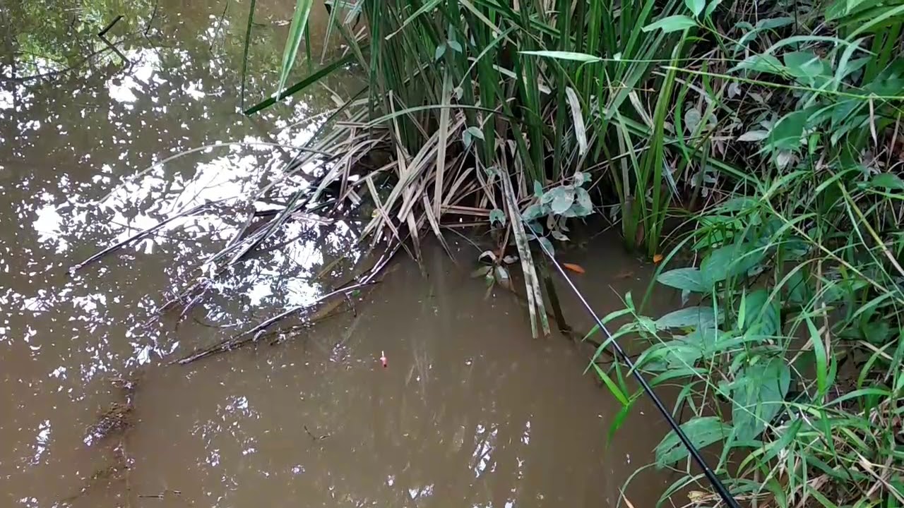 spesial berburu ikan tempala || cupang liar - YouTube