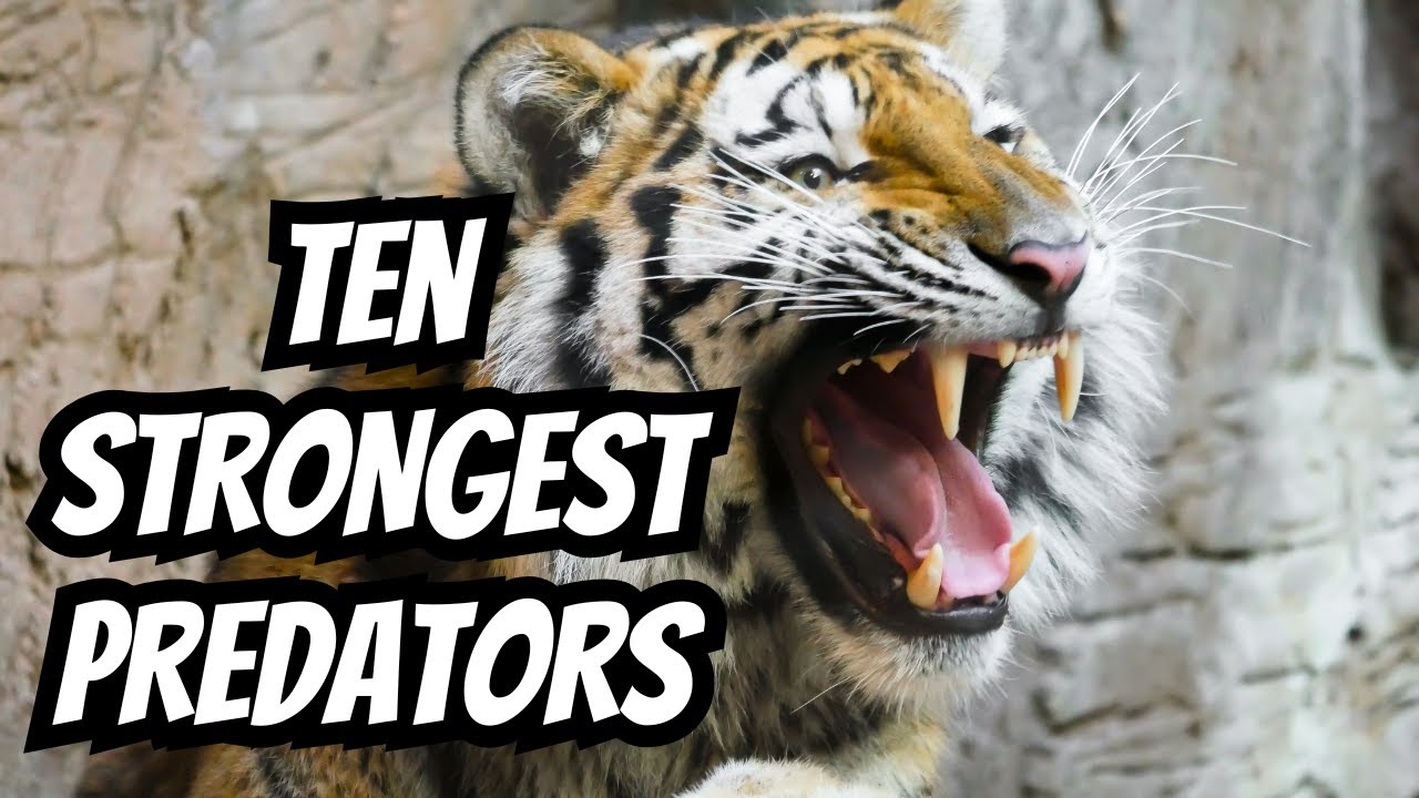 Top 10 Strongest Predators in the Wild: Nature's Most Powerful Hunters ...