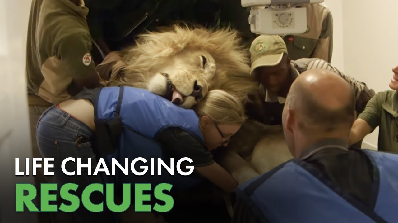 Four Paws Rescues That Changed Animal's Lives | Wild Animal Rescue ...