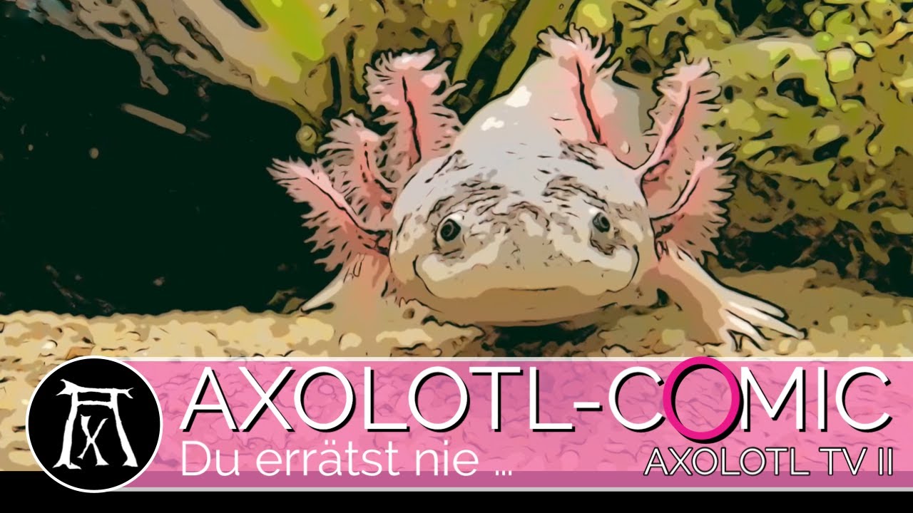 Axolotl Comic: Du errätst nie ... - YouTube