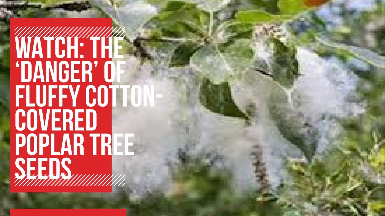 Watch: The ‘Danger’ of Fluffy Cotton-covered Poplar Tree Seeds - YouTube