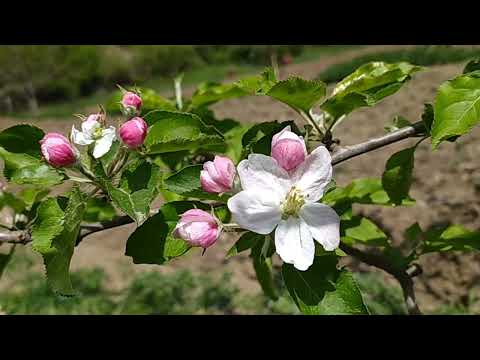 Yaz fəsli 🌼🌸           #keşfet