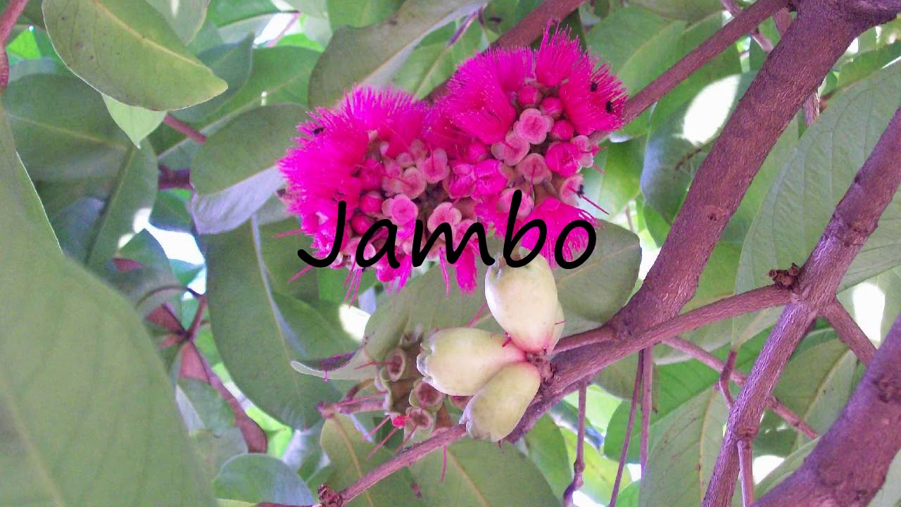 How to Pronounce Jambo? - YouTube