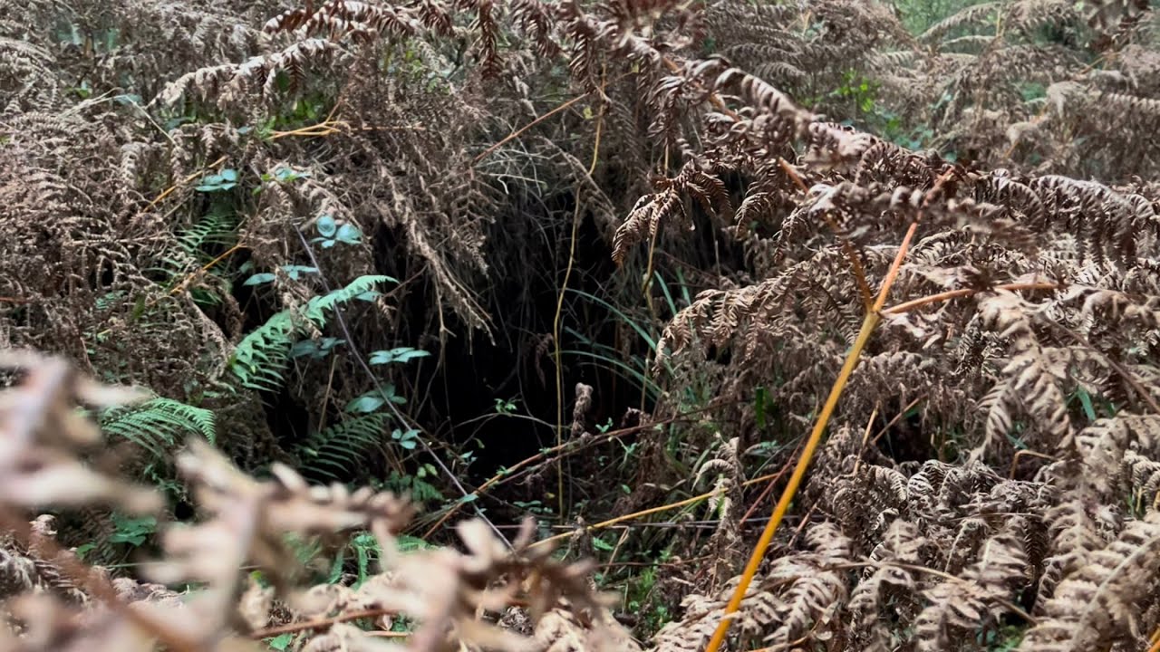 Big den discovered in the bracken. (R1-2/9) - YouTube