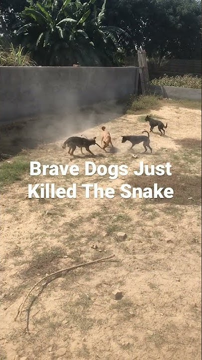 Brave Dogs Just Killed The Snake!! Snake and Dogs Fight!! - YouTube