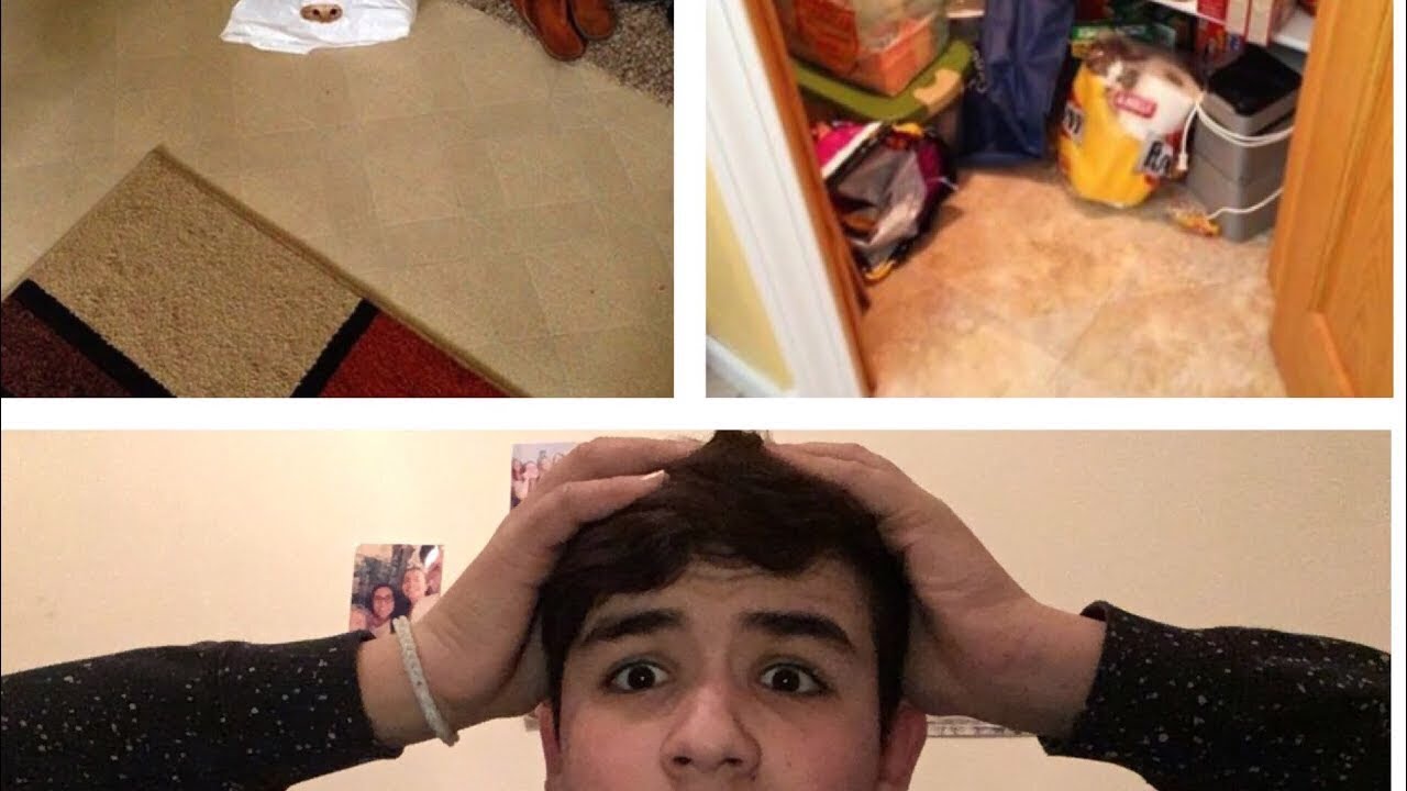 Essaye de trouve le chat invisible 🐈 😃 - YouTube