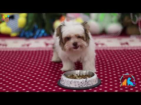 Köpeğim mama yemiyor, ne yapabilirim ?
