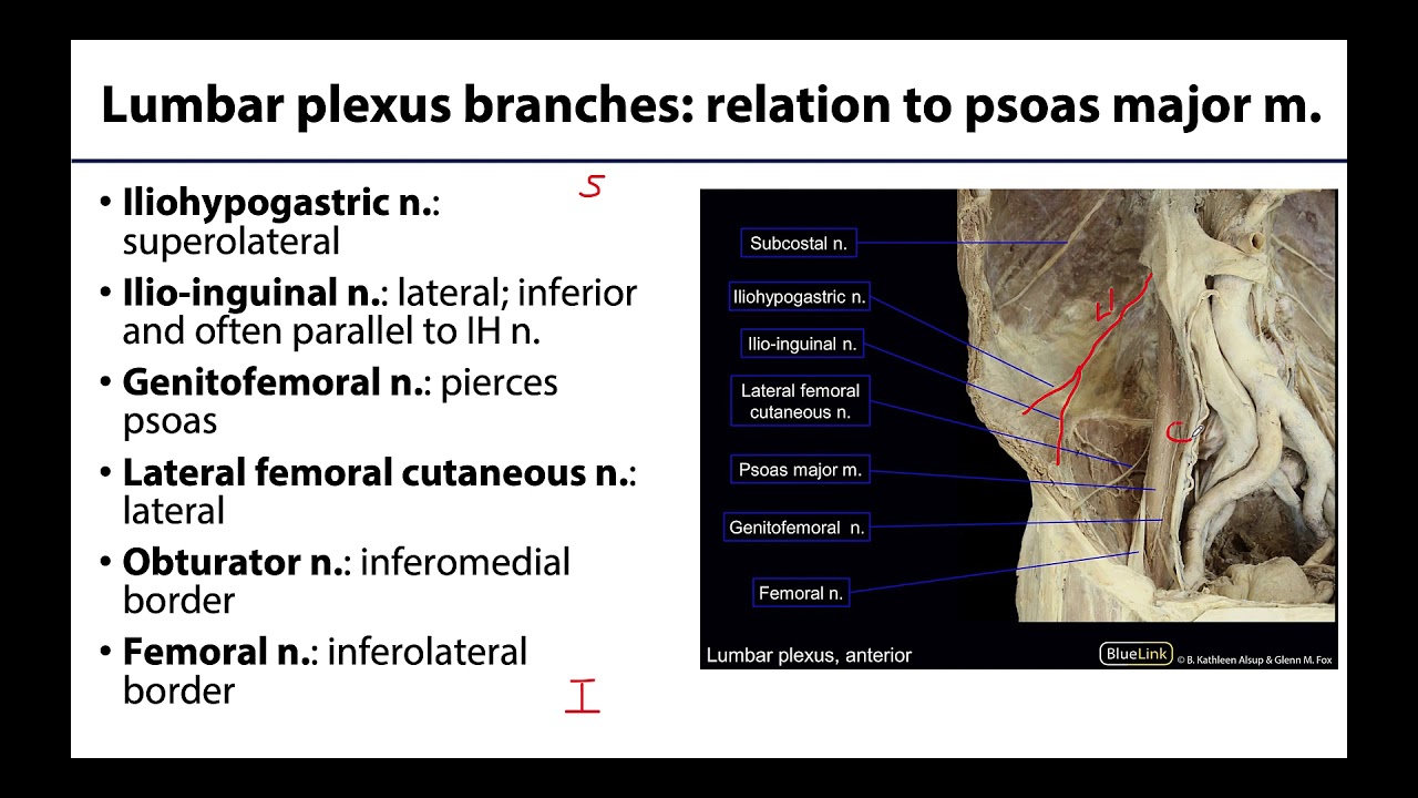 Lumbar Plexus - Learning Objectives - YouTube