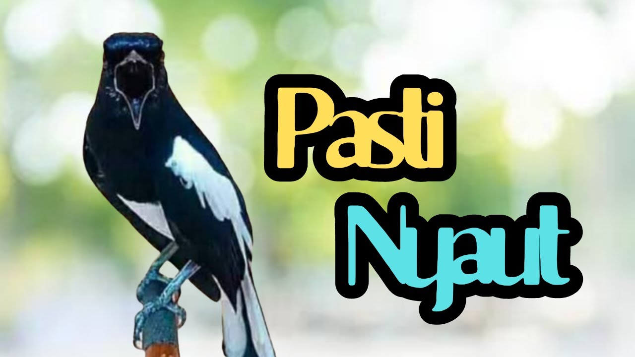 PANCINGAN KACER GACOR PASTI NYAUT || SUARA KACER PANCINGAN - YouTube