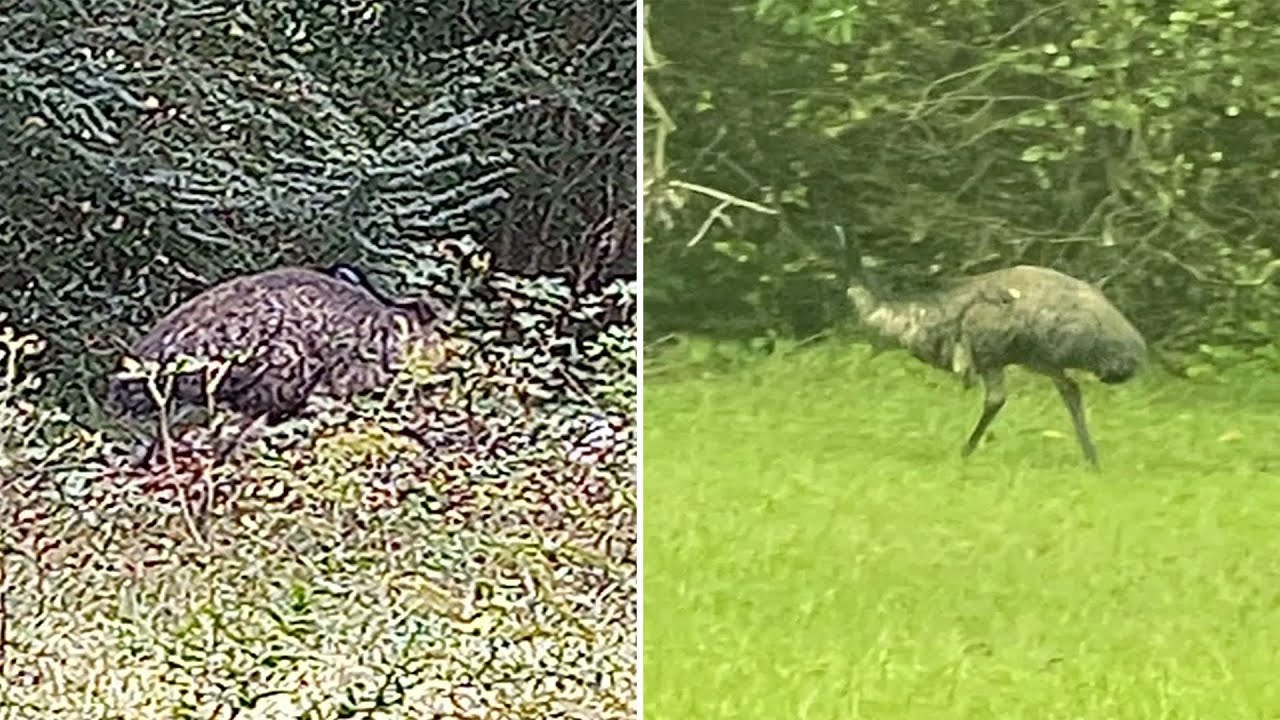 Emus escape enclosure in South Carolina a week after dozens of monkeys ...