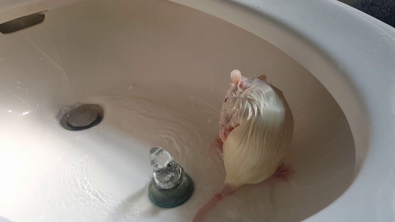 Using a bidet for a rat bath! - YouTube
