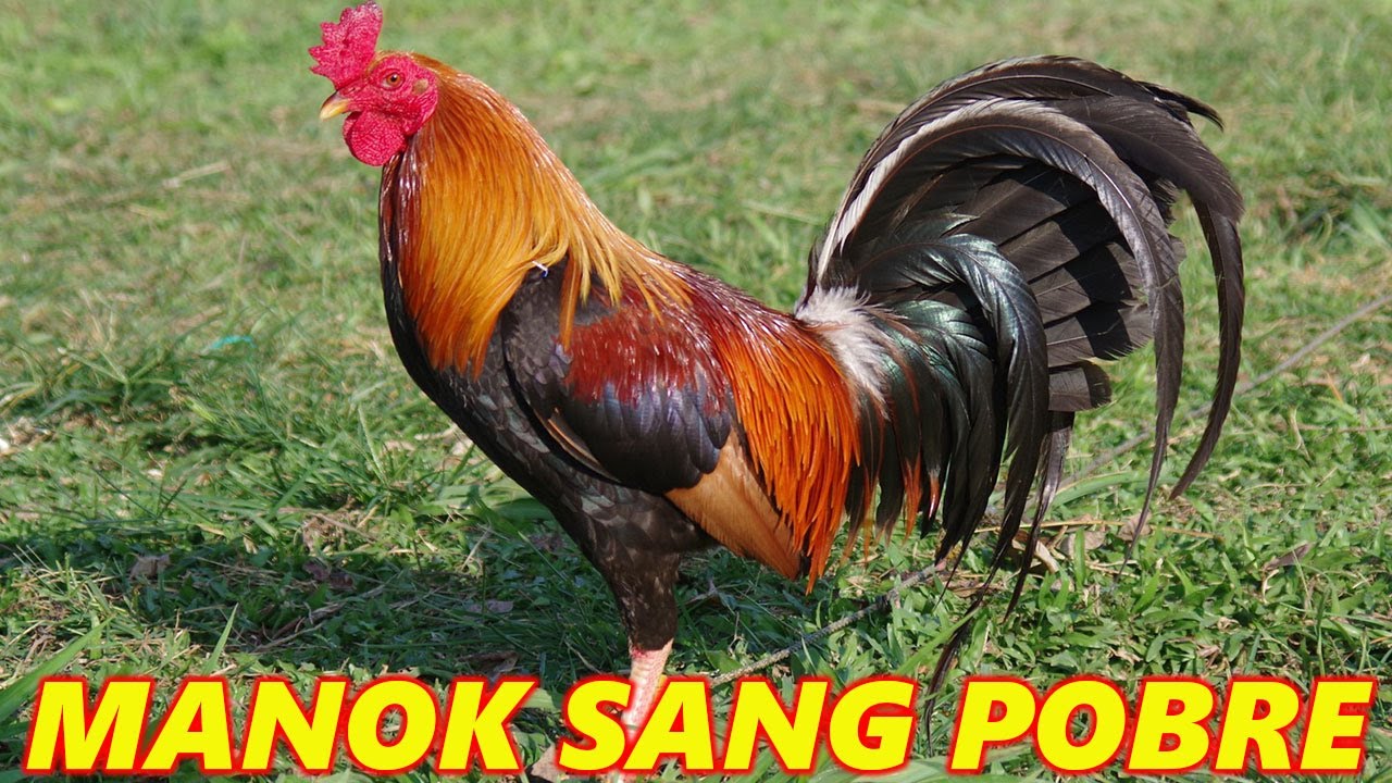 Manok Sang Pobre Rommel Ting - Best Farm in Philippines 🇵🇭 - YouTube