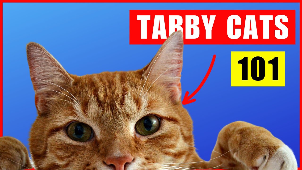 Fascinating Tabby Cat Facts - YouTube