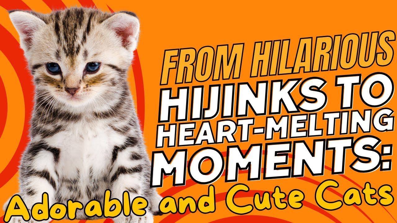 From Hilarious Hijinks to Heart-Melting Moments: Adorable and Cute Cats ...