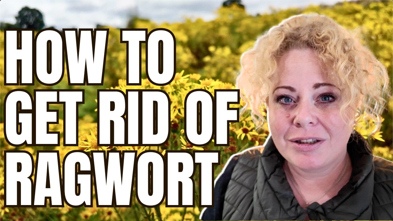 Ragwort: How To Stop The Spread & Everything You Need To Know - YouTube