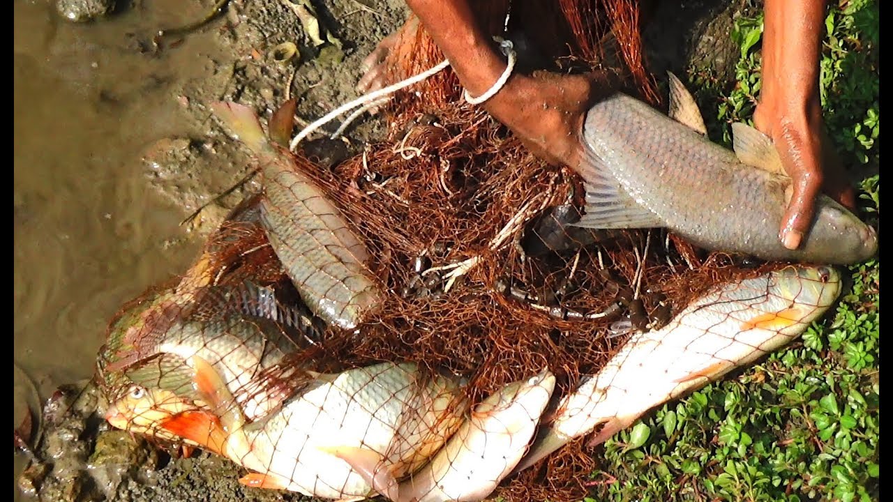 Net Fishing | Catching Lot of Big Fish With Cast Net | Net Fishing in ...