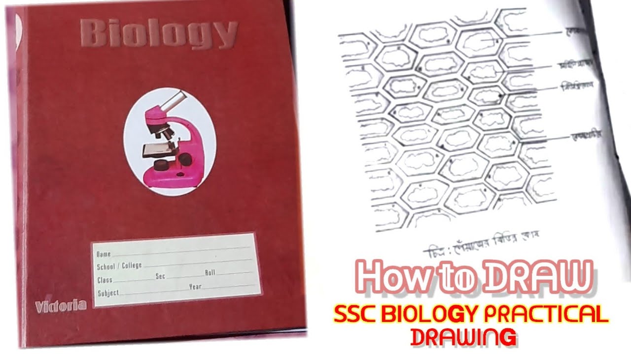 Ssc Biology Practical/ব্যবহারিক চিত্র অংকন এসএসসি ২০২২/ পেঁয়াজের কোষ ...