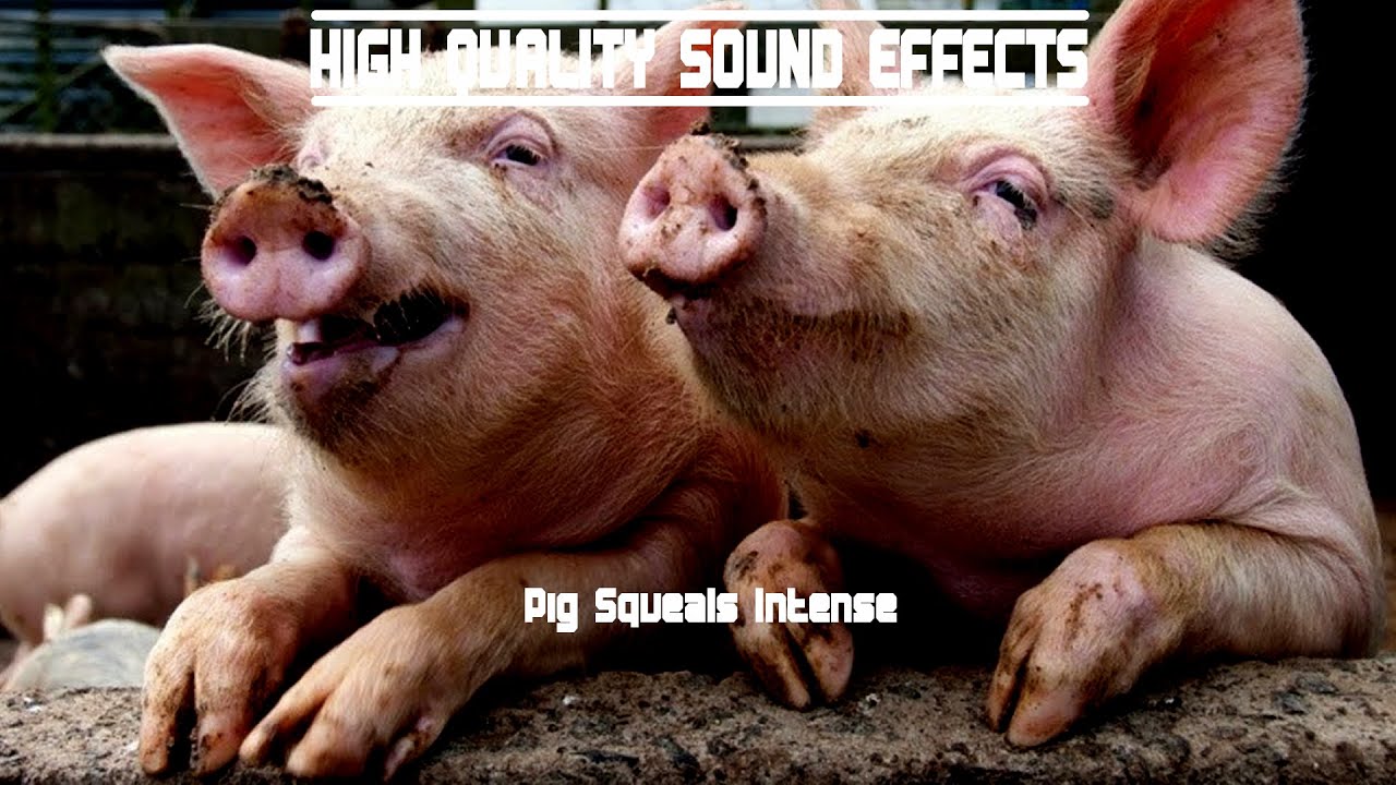 High Quality Sound Effects [Pig Squeals Intense] - YouTube