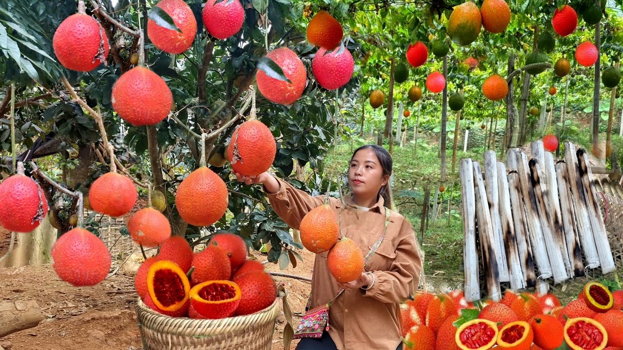 Harvesting ripe red gac go to market to sell - How to make gac rice ...