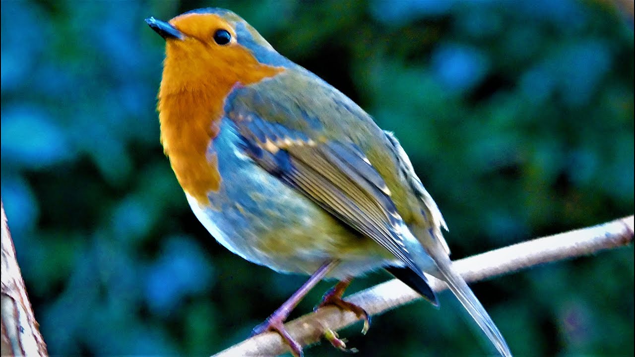 Robin call / Robin eating huge worm 🪱 - YouTube