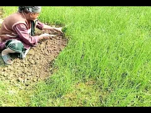 paddy cutting in field bd. - YouTube