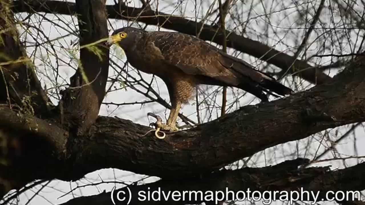 Crested Serpent Eagle - Eating Snake - YouTube