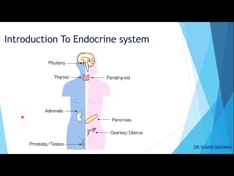 01.Introduction to endocrine system - YouTube