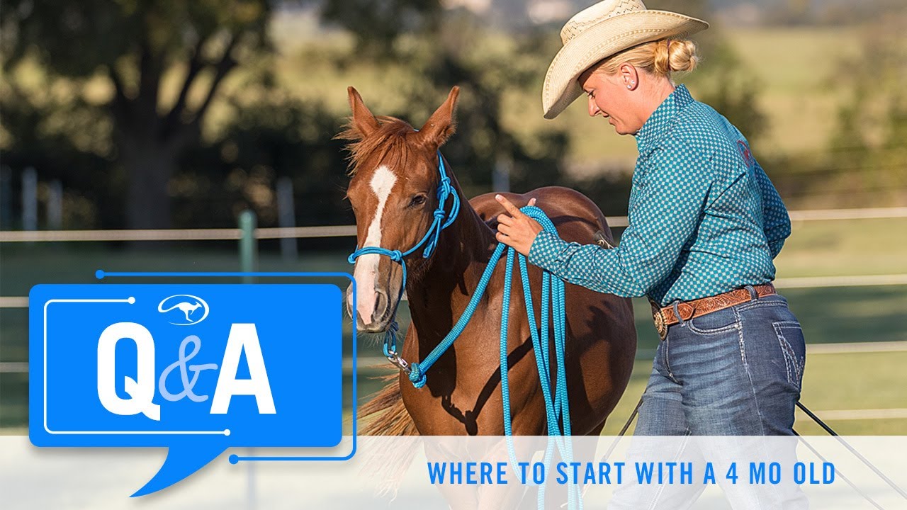 Q&A With Clinton Anderson: Where to Start a 4-Month-Old Horse's ...