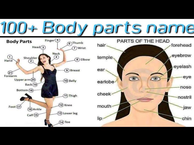 Girl Body Parts Name In English Parts Of Body Name In English And