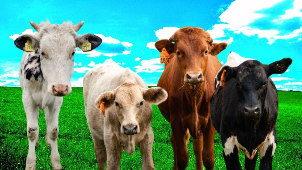 Baby cow video for kids | mooing | Baby cow video with sound | cute ...