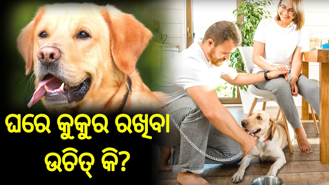 ଘରେ କୁକୁର ରଖିବା ଉଚିତ୍ କି?|Ghare Kukura Rakhiba Uchit Ki|Ramakanta Dasa ...