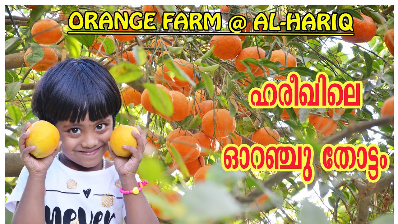 Explore Saudi Arabia (11) - Orange farm @Al- Hariq / റിയാദിലെ ഓറഞ്ചു ...