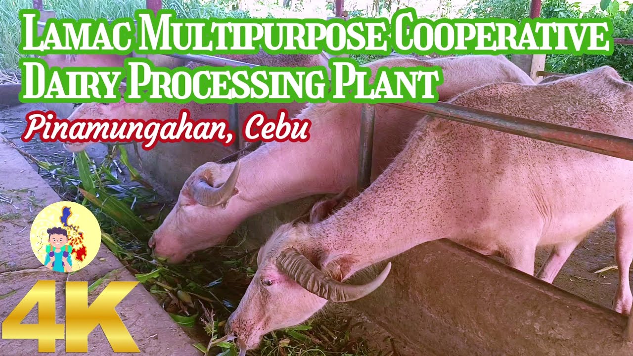 LAMAC MULTIPURPOSE COOPERATIVE DAIRY PROCESSING PLANT | Pinamungahan ...