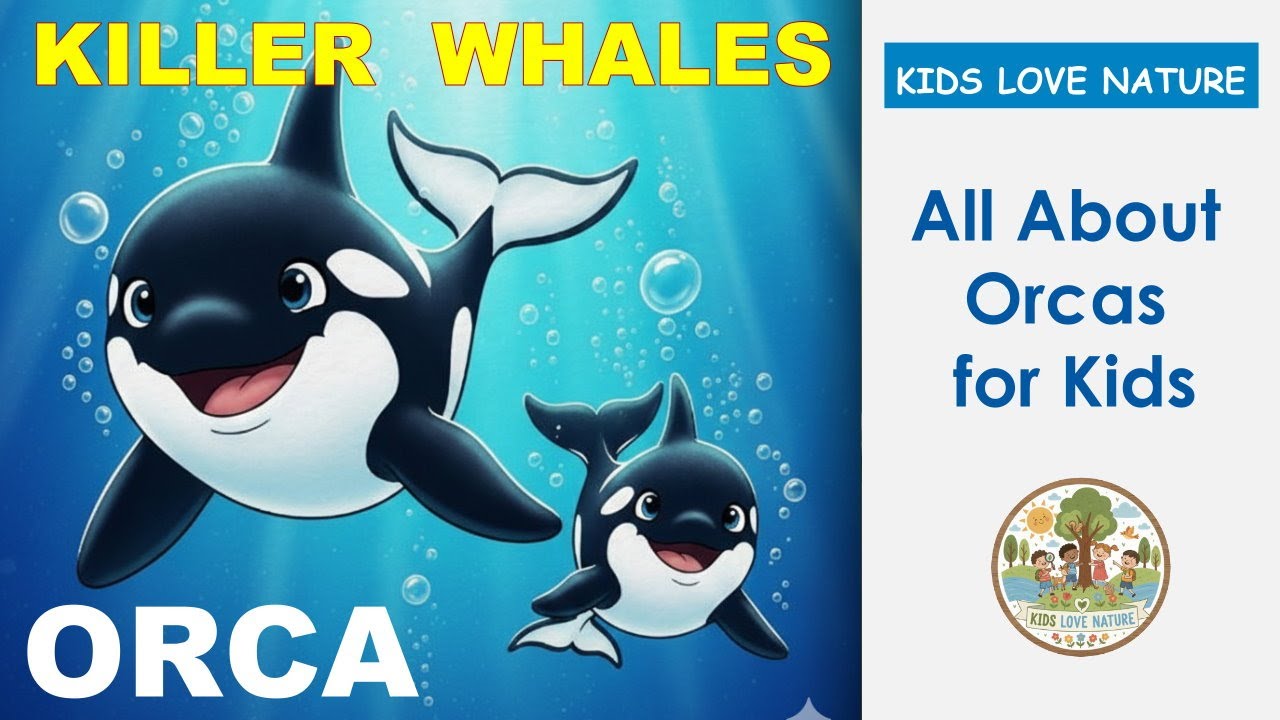 All About Orcas for Kids! 🌊 | The Killer Whale Story | Facts & Learning ...