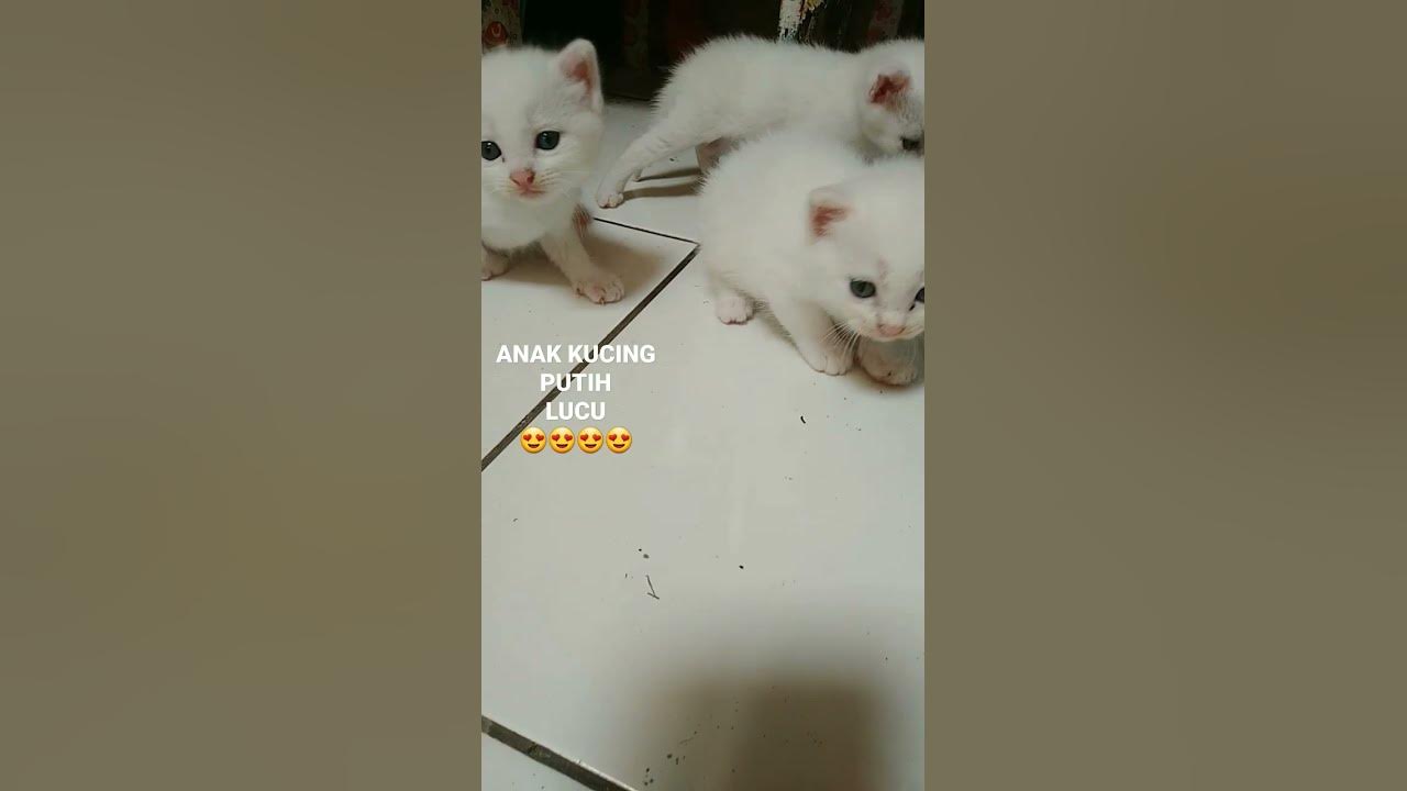 ANAK KUCING PUTIH LUCU IMUT GEMES‼️TINGKAH & AKSI KUCING💥FUNNY CUTE KITTENS SHORTS VIDEO VIRAL ...