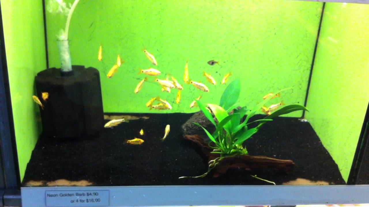plant and Neon Gold Barb - YouTube
