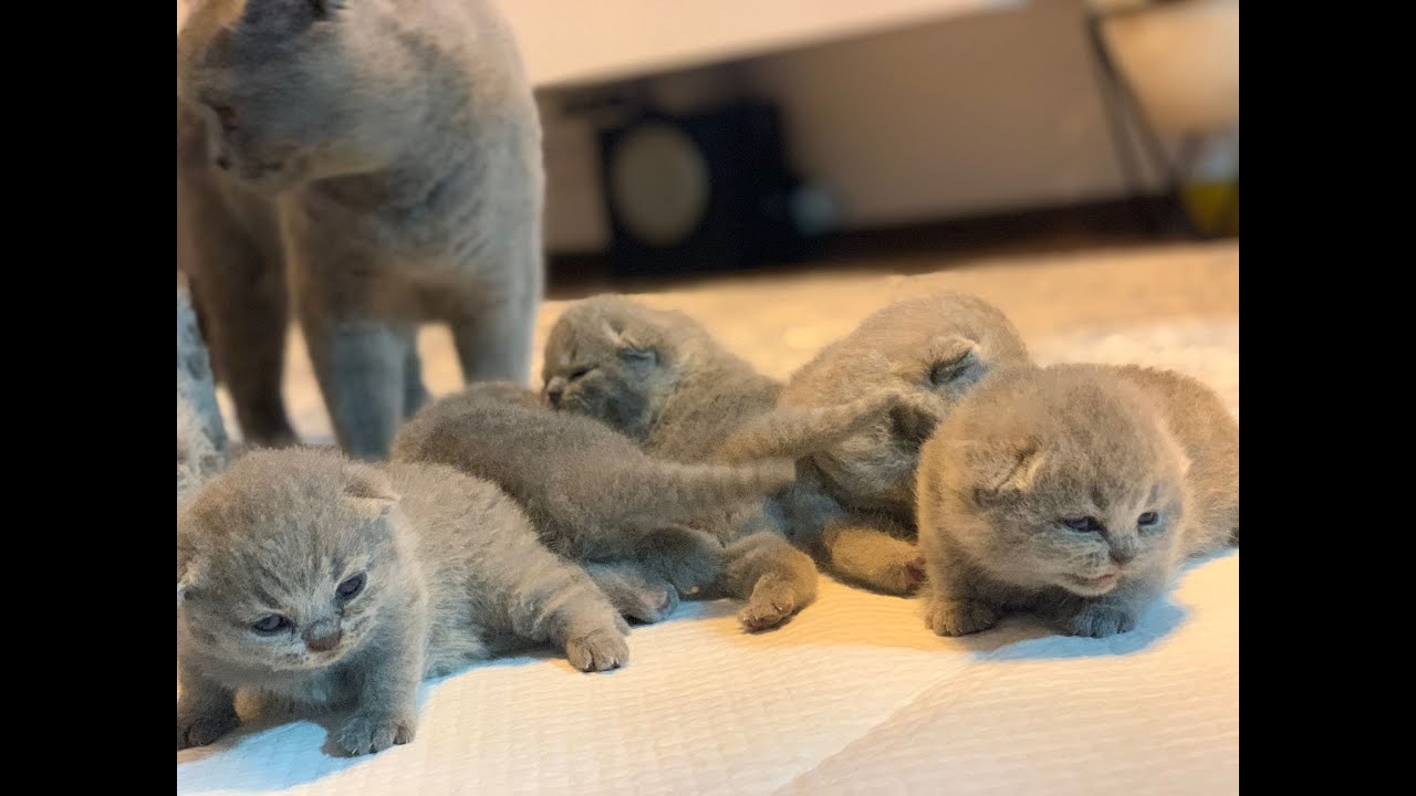 BSH Kittens 16 Days - Road to 100k Subscribers YouTube Silver Play ...