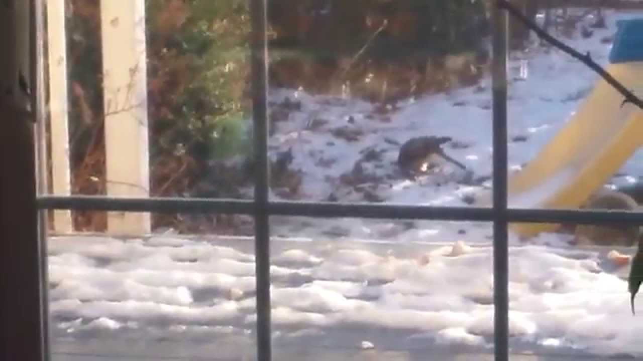 Raptor hunting in our yard - YouTube