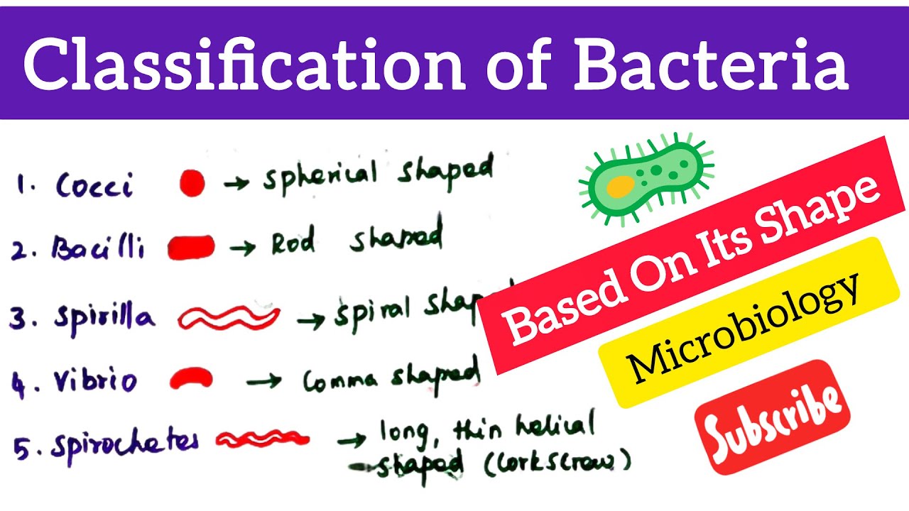Classification of Bacteria Based on Shape | Example for each Shape ...