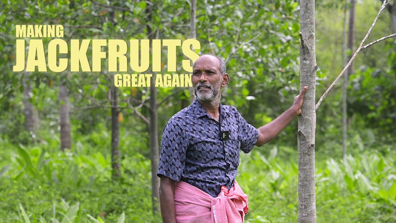 This man planted over 25000 jackfruit trees in Kerala - YouTube
