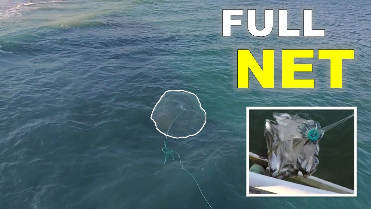 cast netting menhaden myrtle beach - YouTube